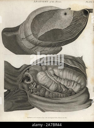 Internal organs of a horse Stock Photo - Alamy