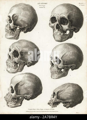 Anatomy of the human skull: Georgian female, Turk, African, Calmuck and ...