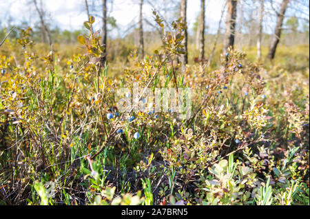 blueberries in the swamp, riding swamp, scenic swamp and berries Stock ...