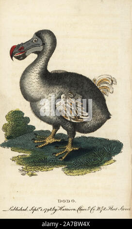 the dodo didus ineptus an extinct bird of mauritius The dodo (Raphus ...