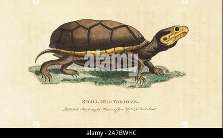 Eastern mud turtle (Kinosternon subrubrum Stock Photo - Alamy