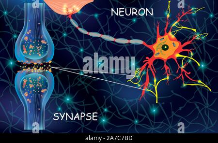 Anatomy neyron and synapse. Signaling in the brain. Cells neyron and ...