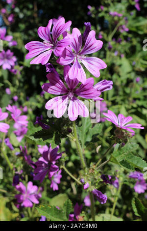 Pink mallow flowers on a blue sky background, low angle view Stock ...