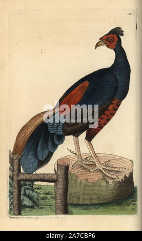 Crested fireback pheasant (Lophura ignita) in Borneo, Malaysia Stock ...