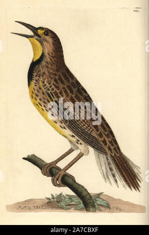 Eastern meadowlark, Sturnella magna. Handcolored copperplate engraving ...