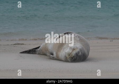 A Leopard Seal, Hydrurga leptonyx on sea ice at Useful Island on the ...