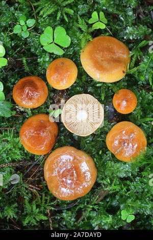 Lactarius aurantiacus, known as orange milkcap or orange milk-cap, wild ...