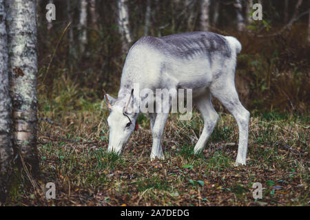 reindeers in Northern Finland Stock Photo - Alamy