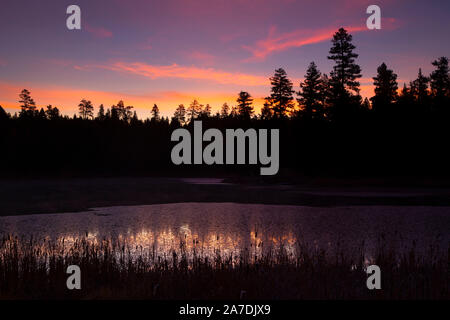Bull Prairie Lake cattails, Umatilla National Forest, Oregon Stock ...