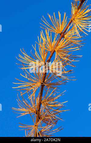 Western larch needles (Larix occidentalis) floating on surface of tarn ...
