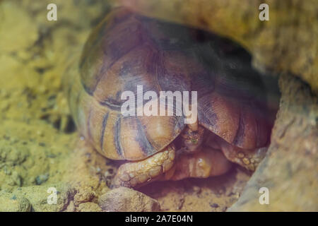 Egyptian Tortoise or Kleinmann's Tortoise - Testudo kleinmanni Stock ...
