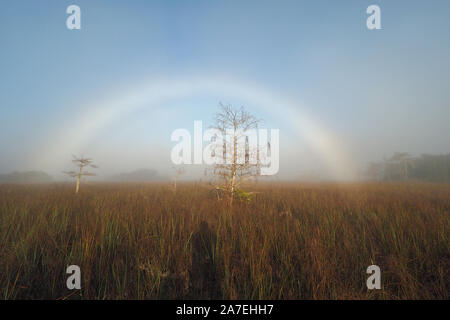 Fog and fogbow over sawgrass prairie in Everglades National Park ...