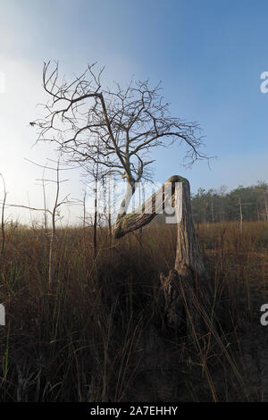 The "Z Tree" in the Dwarf Cypress Forest in Everglades National Park ...