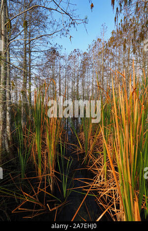 Colorful reeds and cypress trees in early morning light in Everglades ...