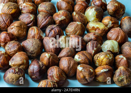Photo of hazelnut. Hazelnut nut health organic brown filbert autumn ...