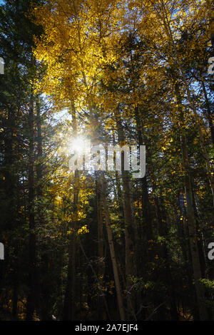 Afternoon sun shines through the forest full of flowering wild bear ...