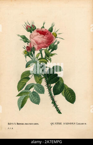 Rose (Rosa 'Les quatre Saisons') in flower Stock Photo - Alamy