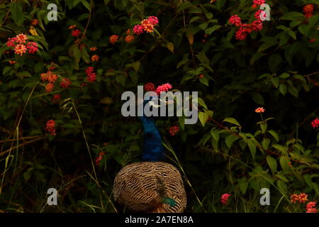 The National bird of India, the peacock (Pavo cristatus), perched on a ...