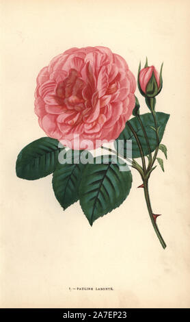 Pauline Labonte rose, pink variety of the tea rose raised by Monsieur ...