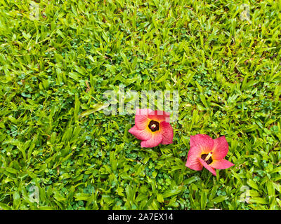 Red flowers fell on the green grass Stock Photo - Alamy