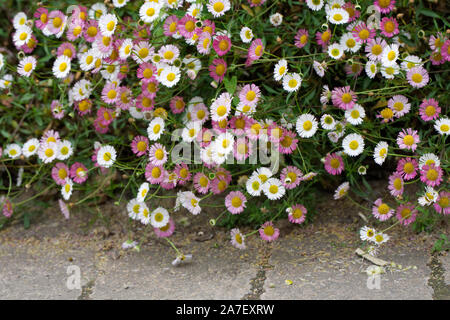 Mexican fleabane, Erigeron karvinskianus, plant with lots of pink and ...