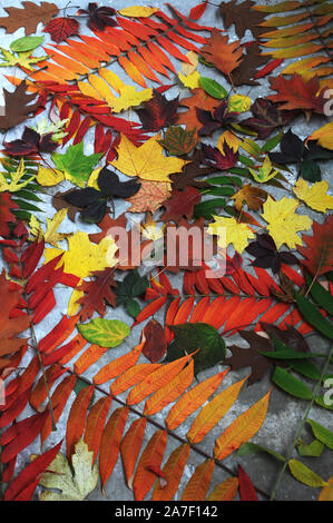 Background from multi-colored fallen autumn leaves from different trees ...