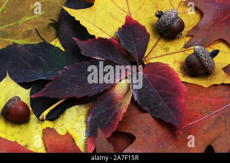 Background from multi-colored fallen autumn leaves from different trees ...