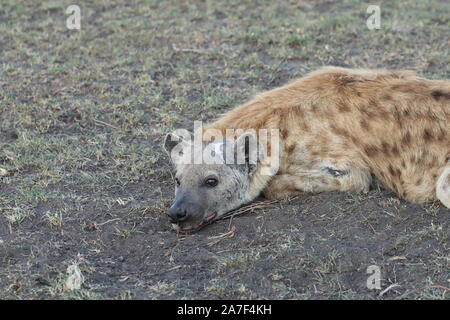 Spotted hyena (crocuta crocuta) with a scar on the face Stock Photo - Alamy