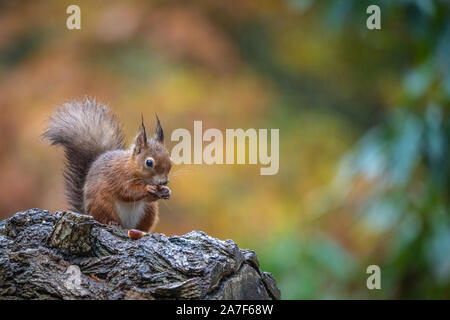 Brownsea Island Red Squirrel - Poole Harbour / Dorset / England / UK ...
