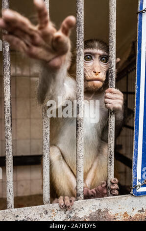 monkey behind bars Stock Photo - Alamy