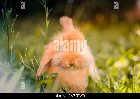 Cute orange Japanese dwarf rabbit in garden eating grass with one ear ...