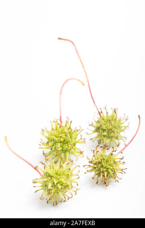 Examples of the fruit of the American sweetgum tree, Liquidamber ...