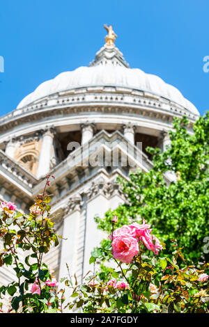 A closeup of a red rose in the garden Stock Photo - Alamy