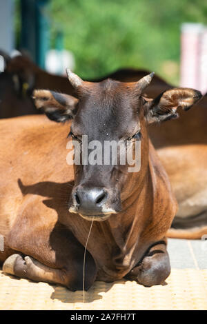 A cow with a string of dribble on Tap Mun Island (Grass Island), Hong ...