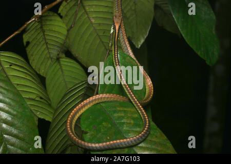 Dendrelaphis cyanochloris, Blue bronzeback Snake Stock Photo - Alamy