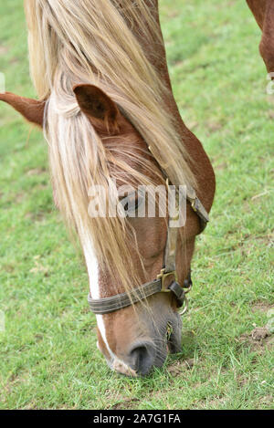 Horses kept in open Paddock Stock Photo - Alamy