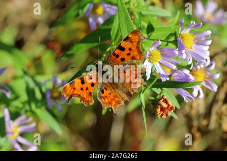 Tatty comma butterfly (Polygonia c-album) extracting minerals from dog ...