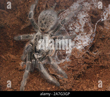 Horned baboon spider, African Rear-horned Baboon, Burst Horned Baboon ...