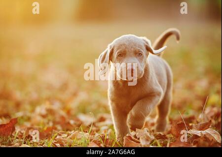 Labrador Retriever puppie on a meadow in autumn, Germany Stock Photo ...