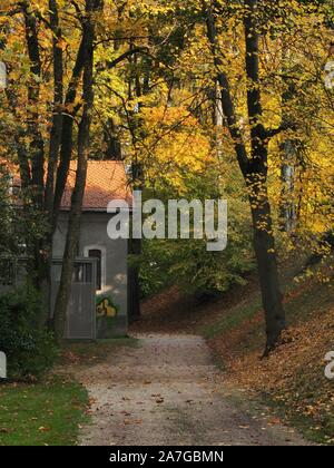 Small mystical trees in the autumn mist forest Stock Photo - Alamy