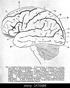 Brain model with lateral view isolated inside laboratory showing all ...