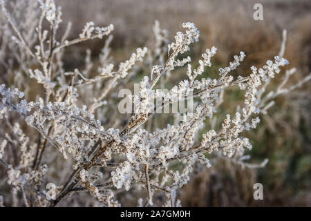Branches of bush with Snow and rime ice. Cold snowy weather. Frosting ...