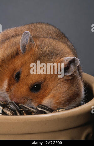 Golden hamster (Mesocricetus auratus), close-up of teeth Stock Photo ...