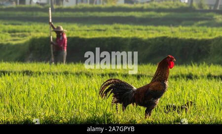 Rooster and Chicken Bali Indonesia Stock Photo - Alamy
