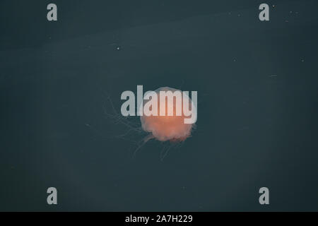 a close-up of a fire jellyfish with its long tentacles swimming in ...