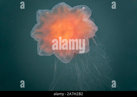 a close-up of a fire jellyfish with its long tentacles swimming in ...