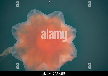 a close-up of a fire jellyfish with its long tentacles swimming in ...