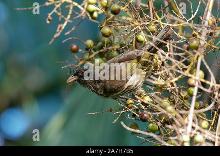 The palmchat (Dulus dominicus) is a small, long-tailed passerine bird ...