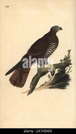 Pernis apivorus, Print, The European honey buzzard (Pernis apivorus ...