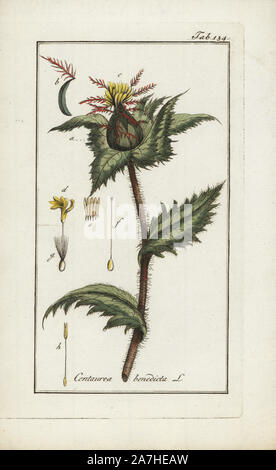 St. Benedict's thistle, Centaurea benedicta (Cnicus benedictus ...